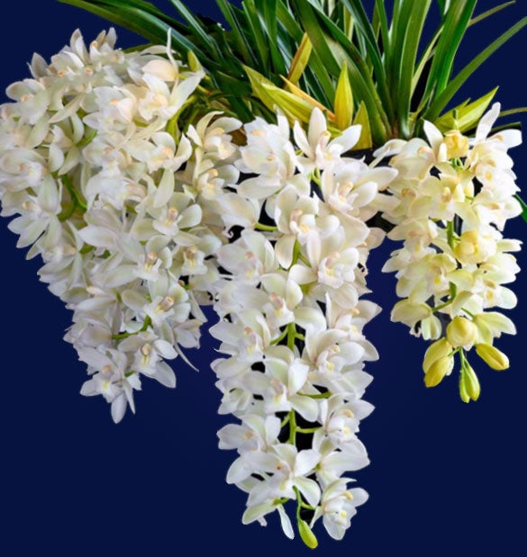 Cymbidium Sarah Jean 'Ice Cascade' plant in 75mm pot | Orchidup