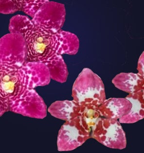 Sarcochilus Kulnura Roundup ‘Purple’ x Kulnura Press ‘Rocket Star’ in ...