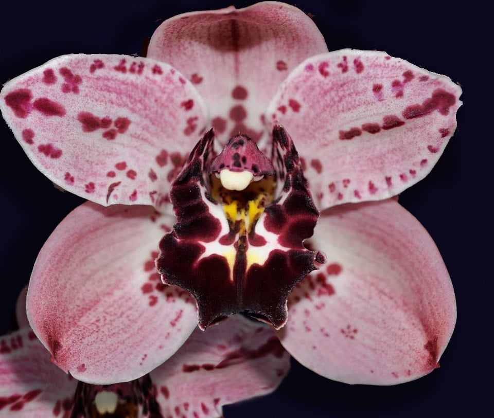 Cymbidium Rocky Creek 'Gotcha' in 50m pot | Orchidup