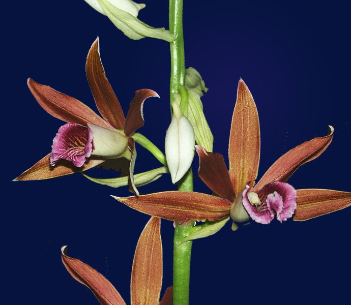 Phaius australis orchid plant in 80mm pot | Orchidup